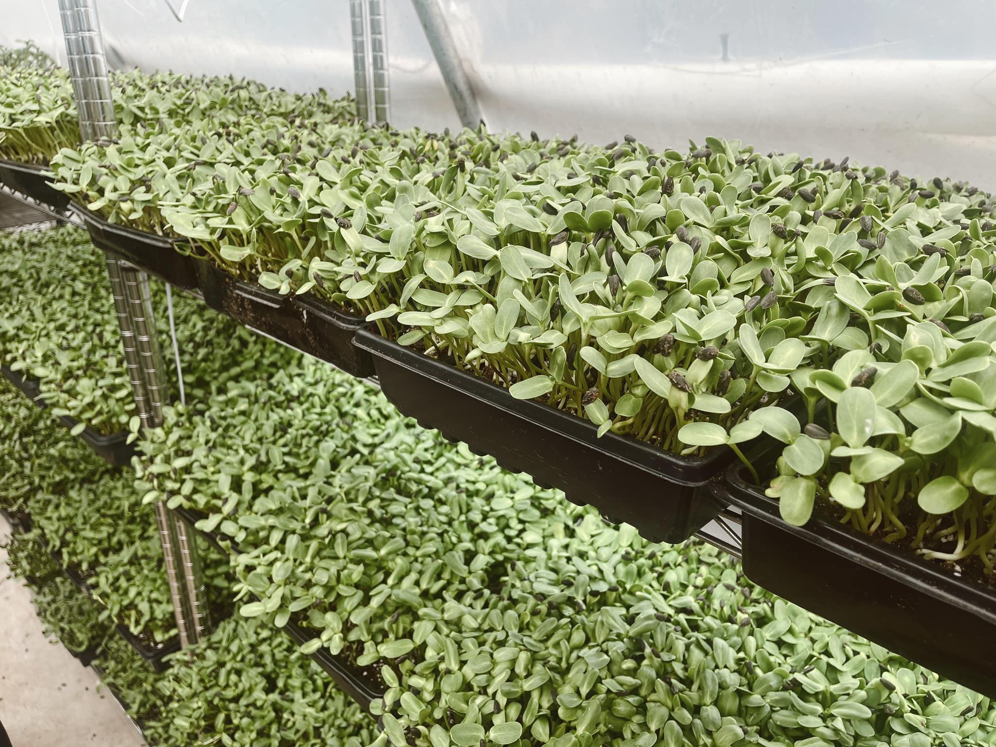 Who We Are · GoodRoots Northwest